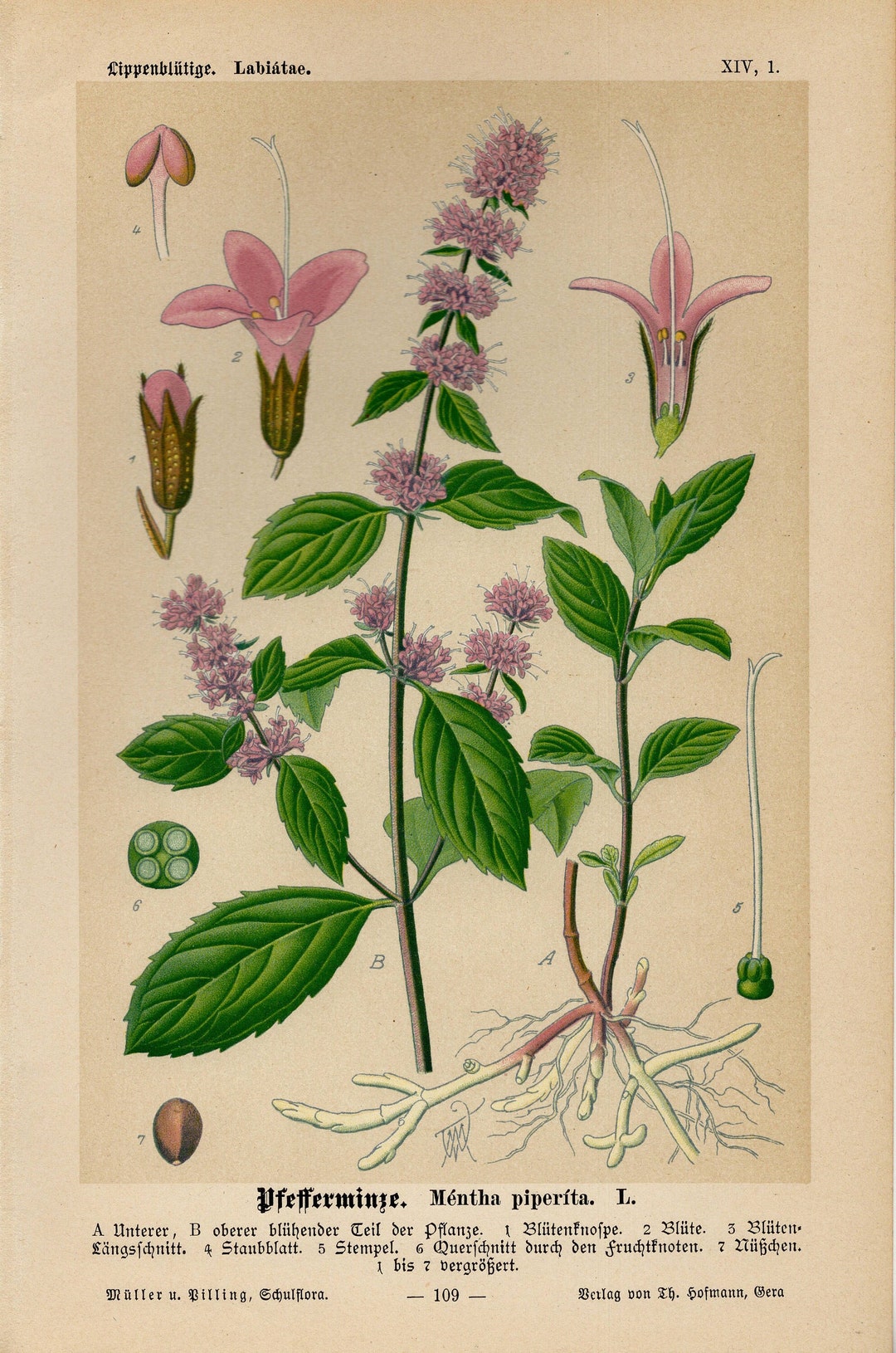 PEPPERMINT PRINT Vintage Lithograph From 1894 - Etsy