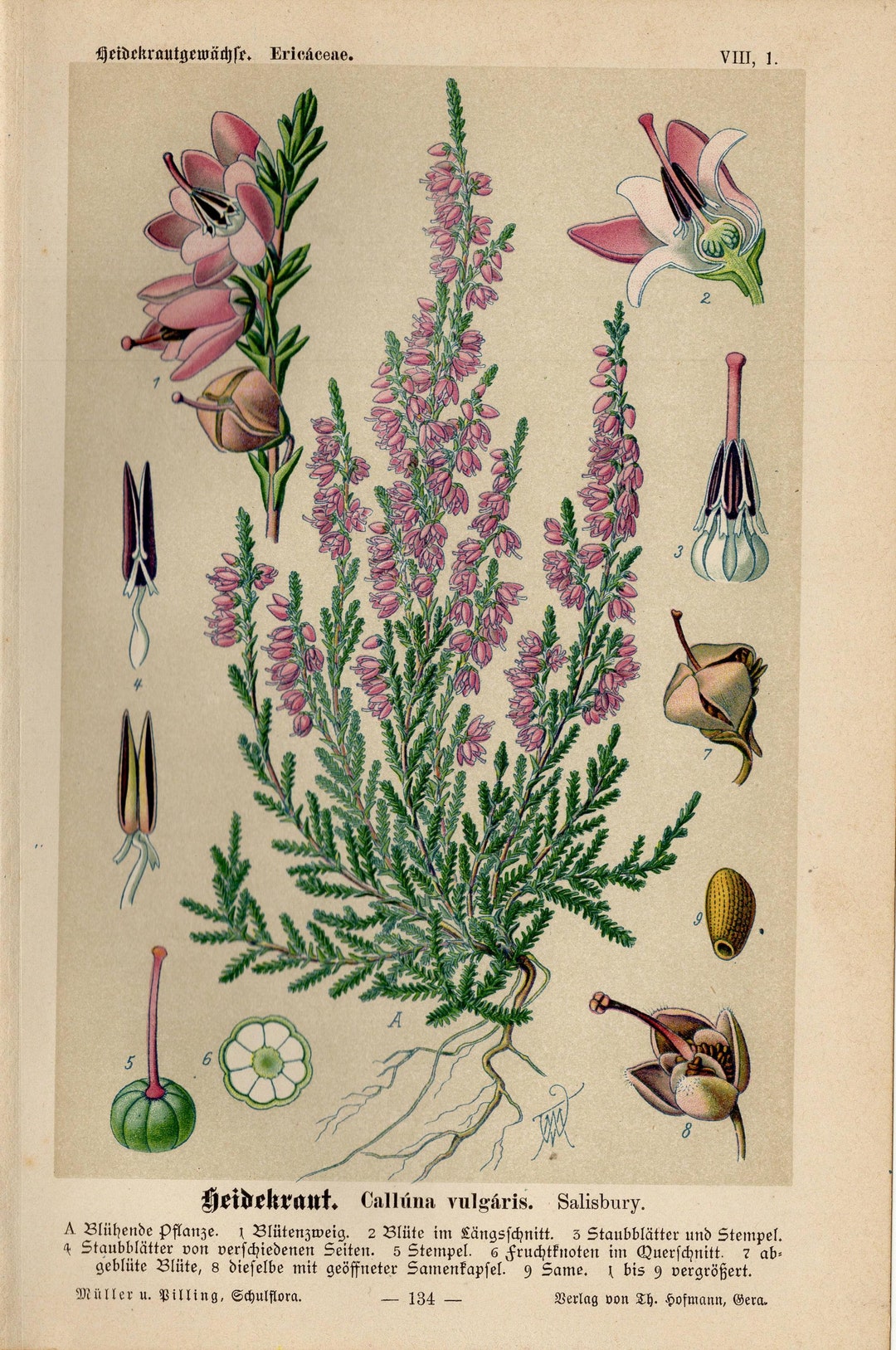 HEATHER LING PRINT Vintage Lithograph From 1894 - Etsy