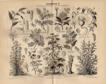 MEDICINAL HERBS PLANTS Engraving From 1890 no 1 - Etsy