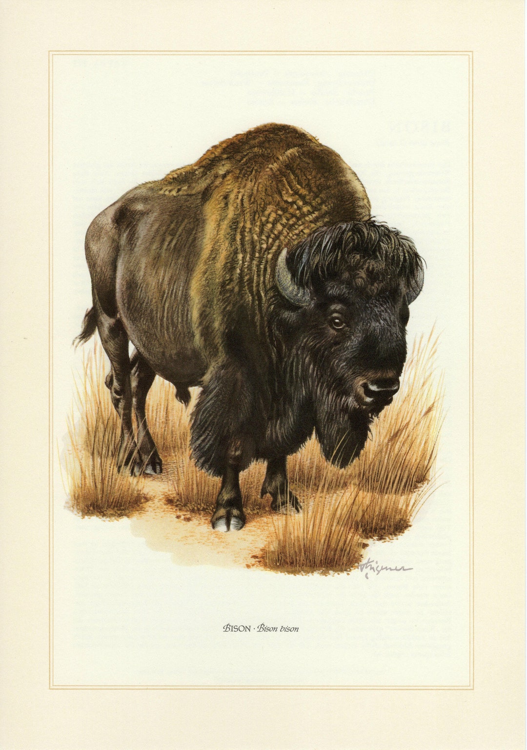BISON BUFFALO Vintage Lithograph From 1956 - Etsy