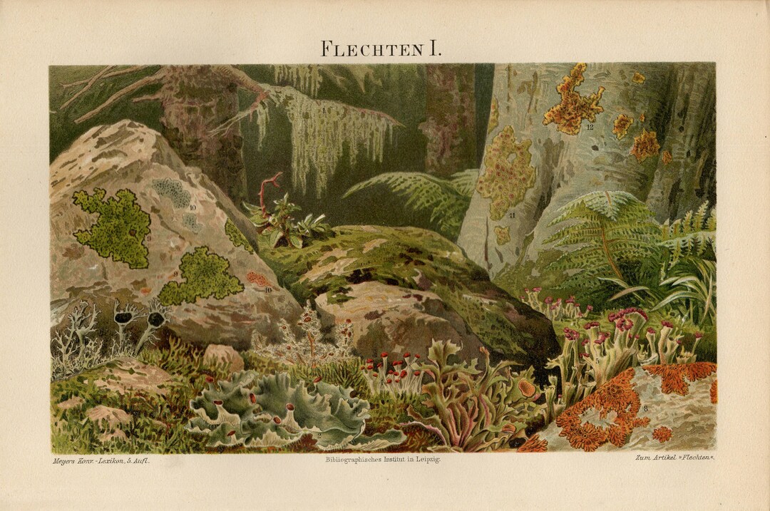 LICHEN PRINT Vintage Lithograph From 1895 - Etsy