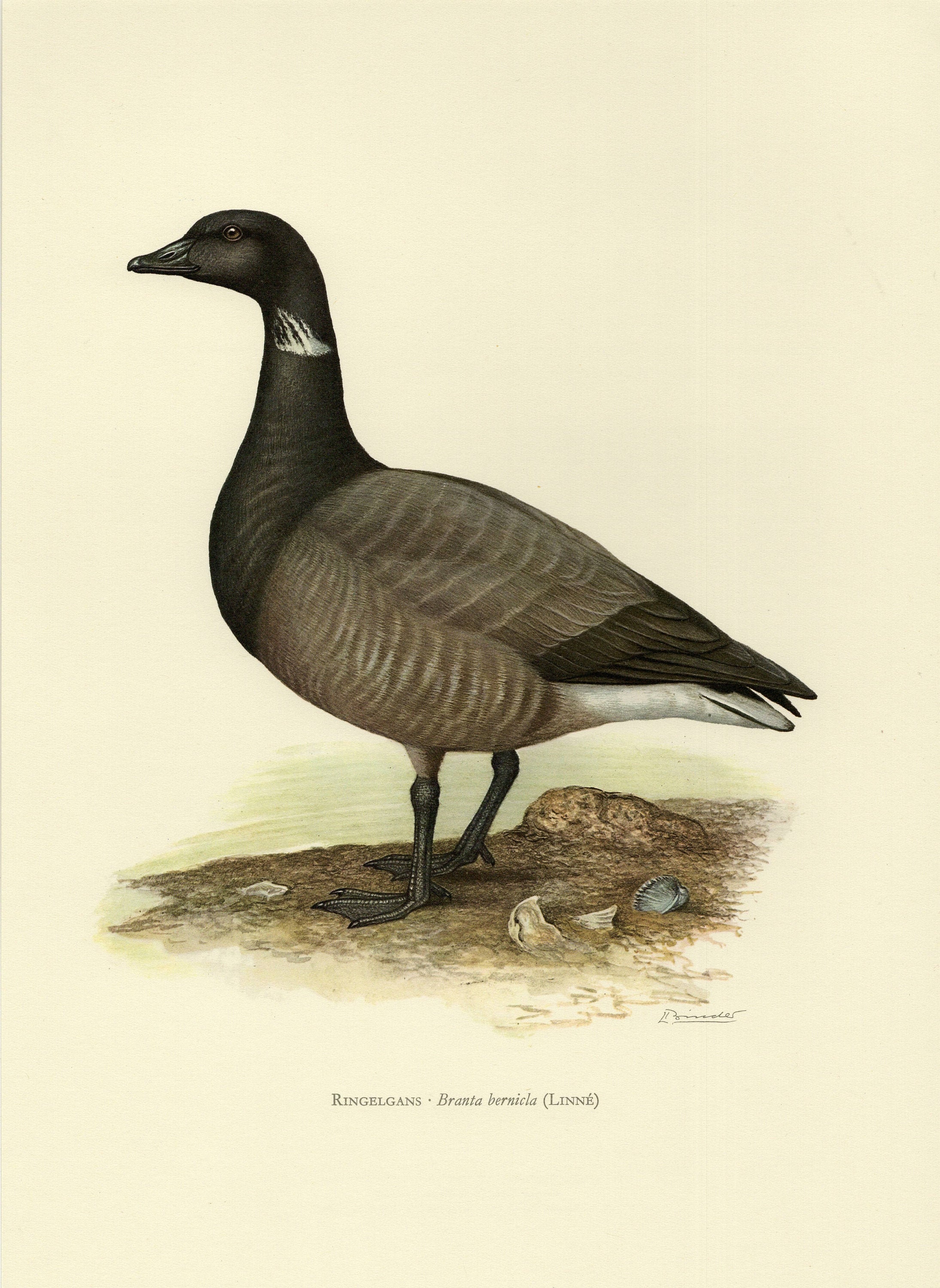 Lithographs Art & Collectibles Prints COOT BIRD PRINT Vintage ...