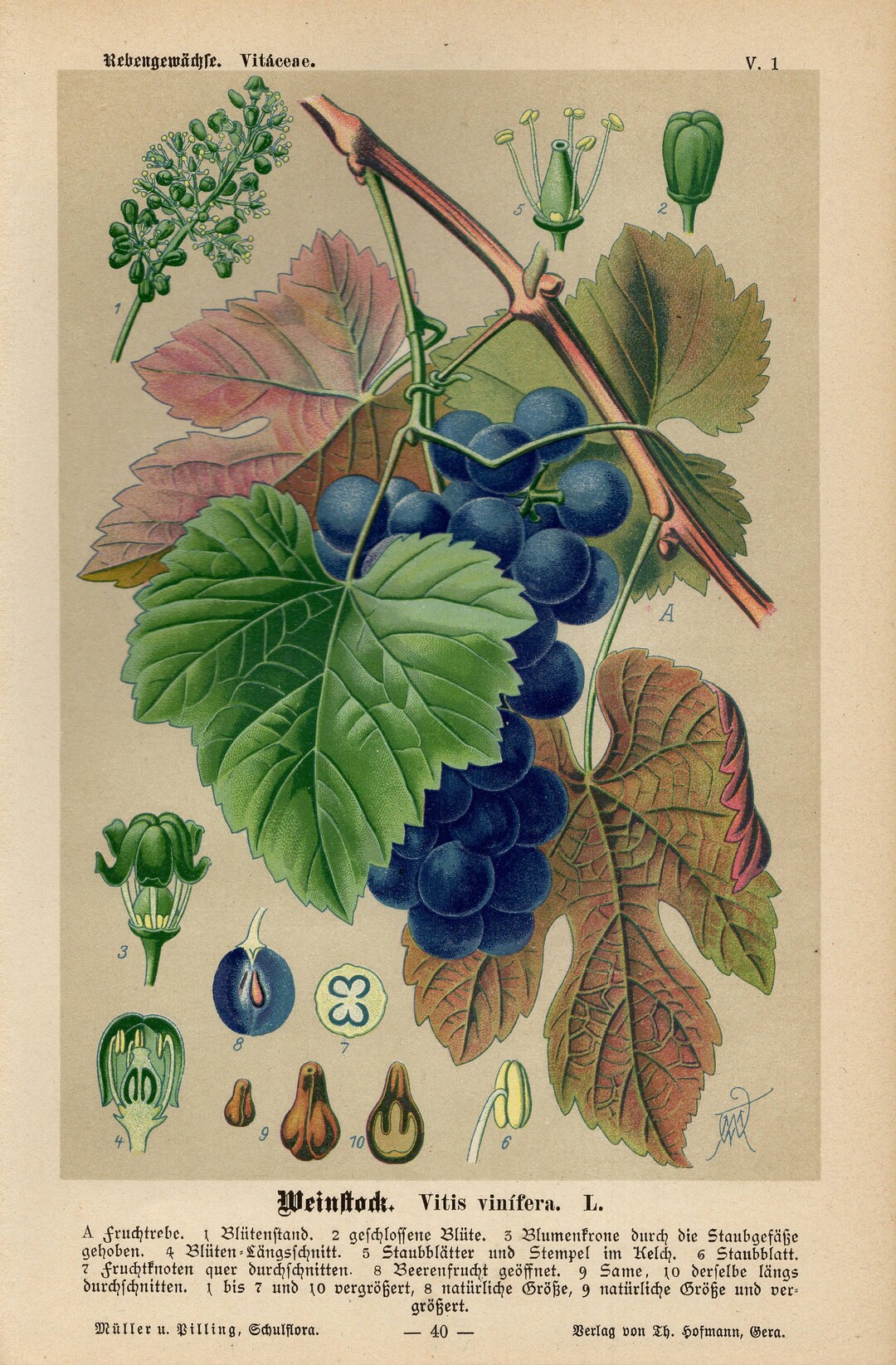 GRAPE VINE PRINT Vintage Lithograph From 1894 - Etsy