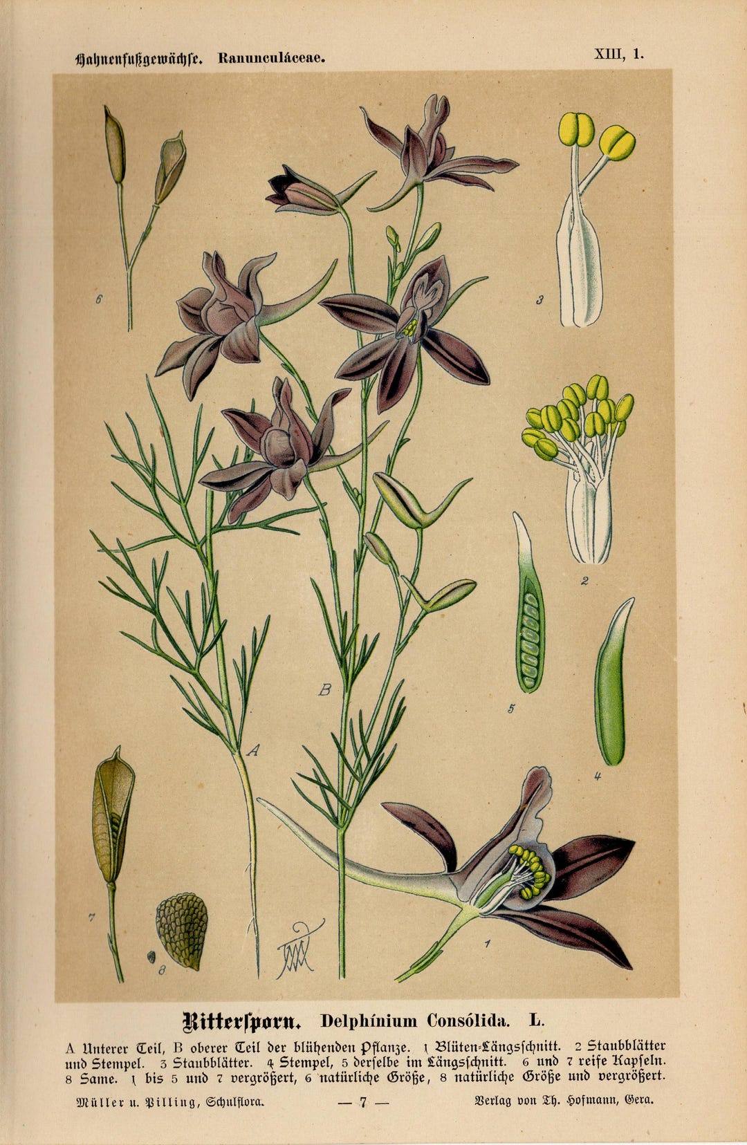 LARKSPUR PRINT Vintage Lithograph From 1894 - Etsy