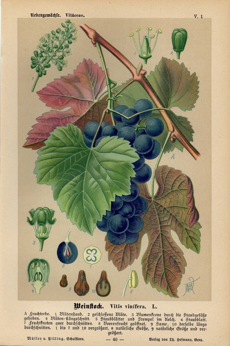 GRAPE VINE PRINT Vintage Lithograph From 1894 - Etsy