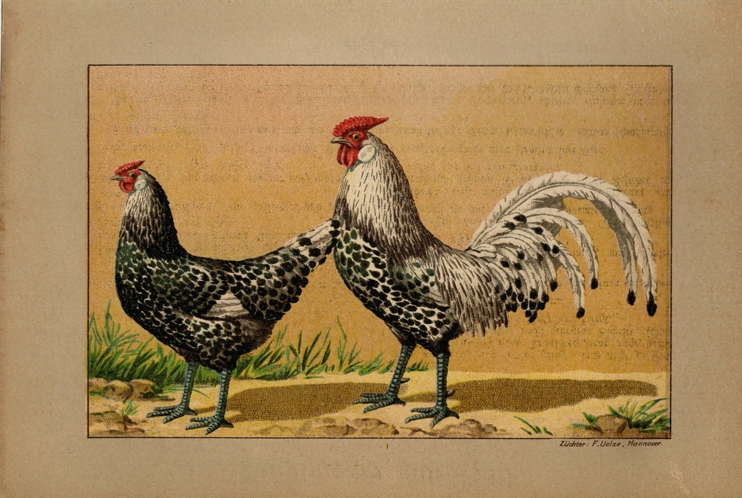 SILVER SPANGLED HAMBURG Chicken Vintage Lithograph From 1899 - Etsy