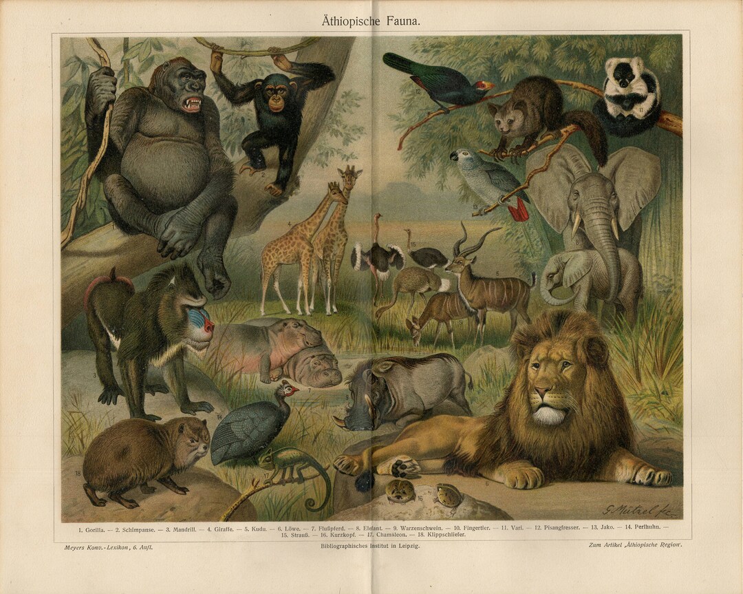 AFRICAN FAUNA Elephant Lion Gorilla Giraffe Monkey Vintage Lithograph ...
