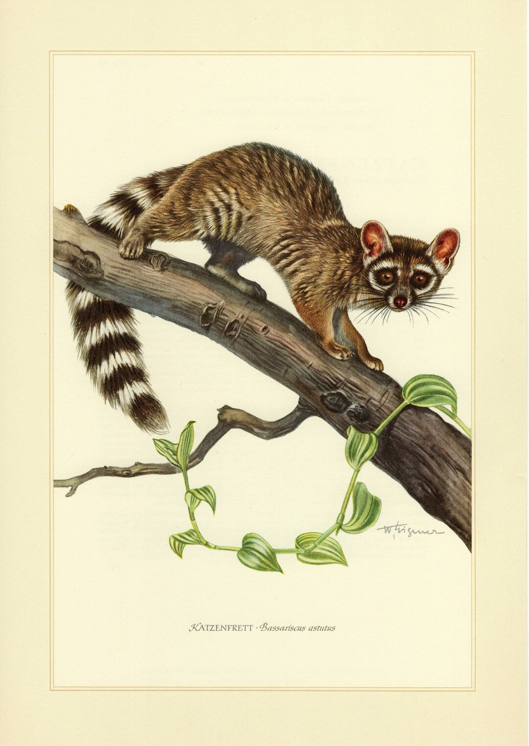 RINGTAIL Vintage Lithograph From 1956 - Etsy