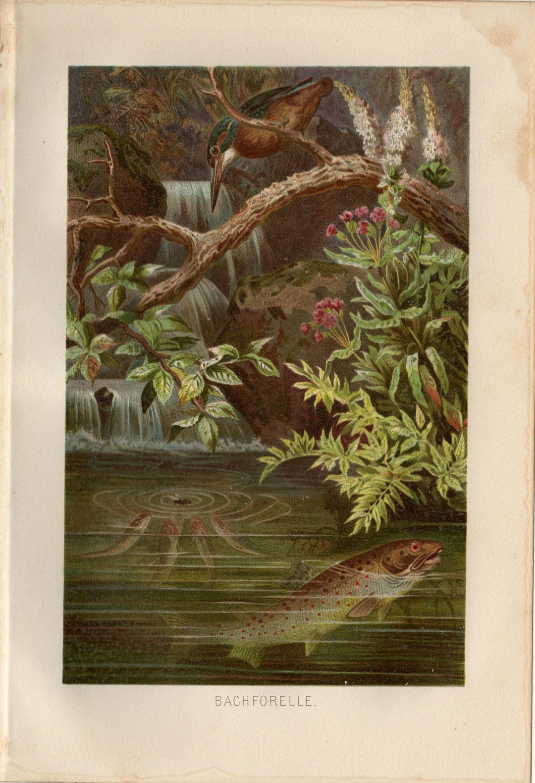 TROUT FISH PRINT Antique Lithograph From 1896 - Etsy