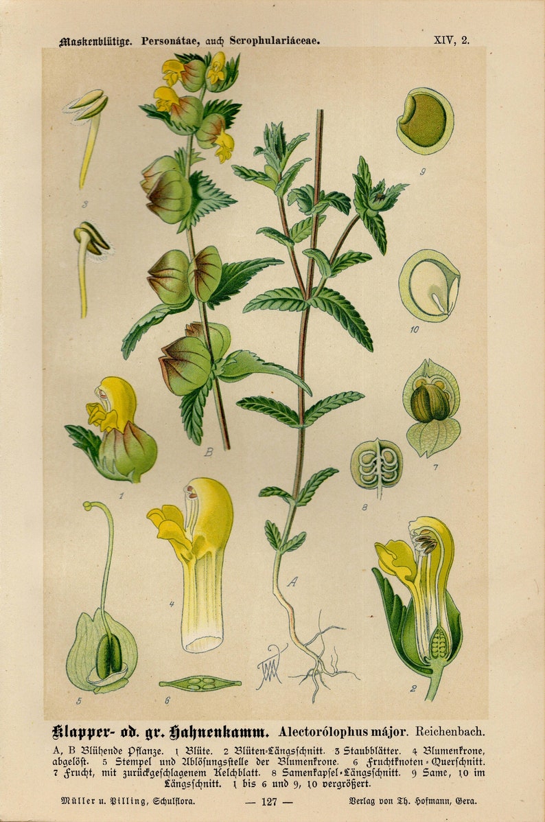 Chocalho de folhas estreitas, impressão Litografia vintage de 1894 ...