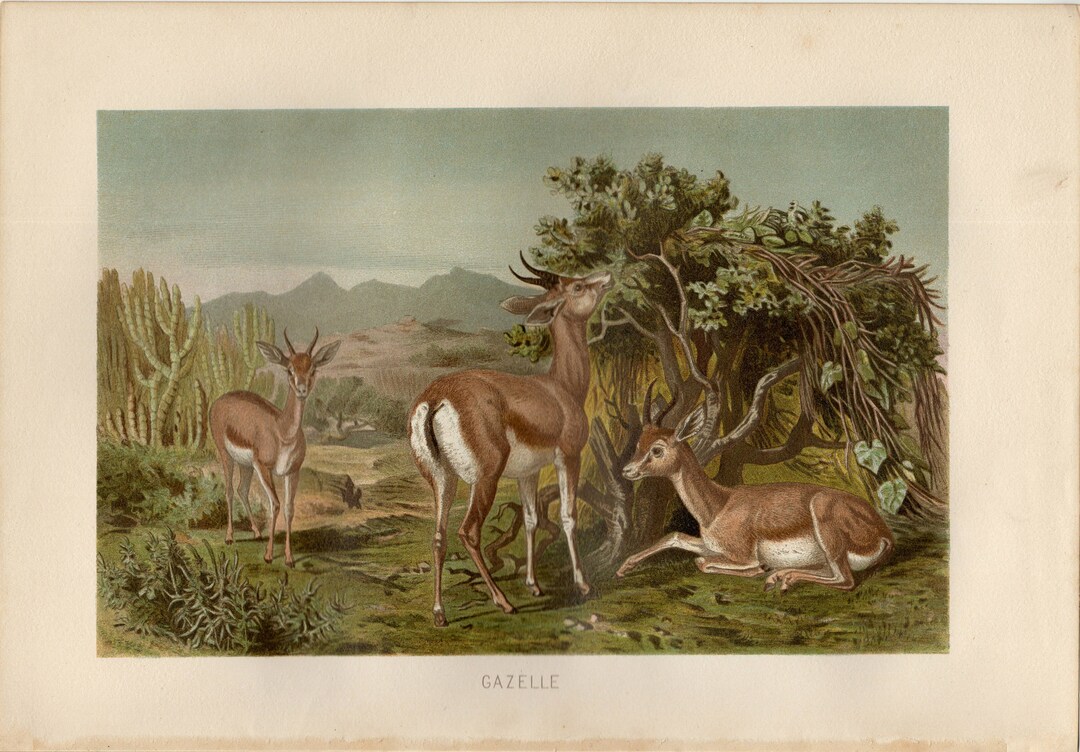 GAZELLE PRINT Antique Lithograph From 1884 - Etsy