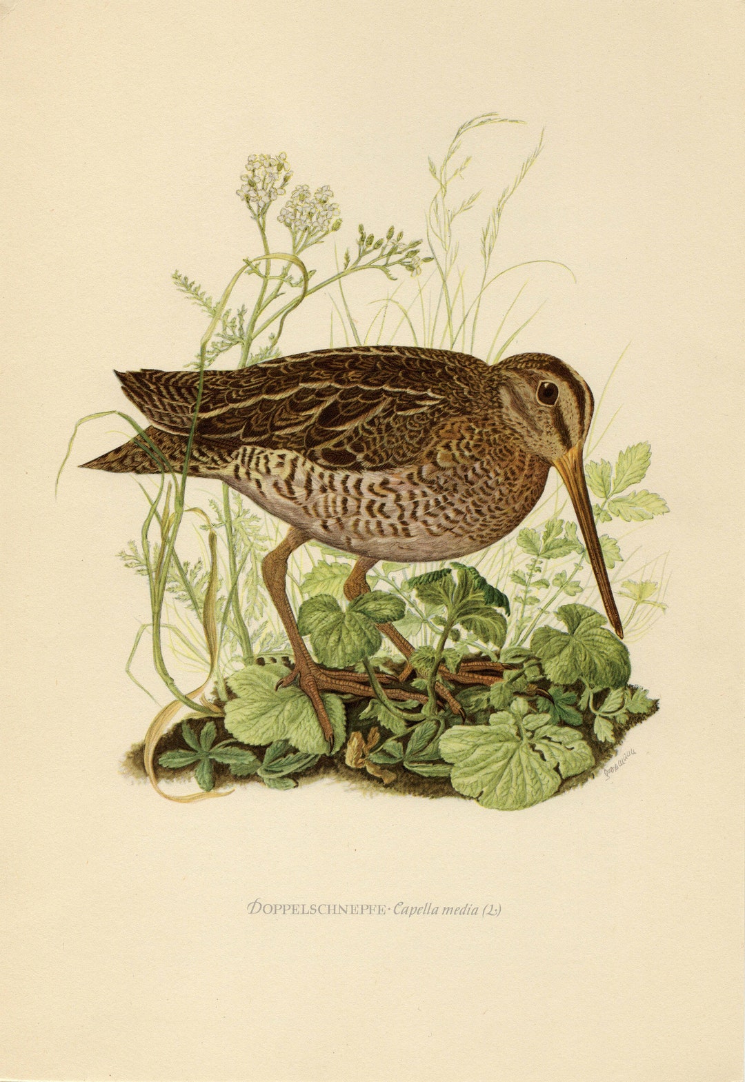 GREAT SNIPE BIRD Vintage Lithograph From 1953 - Etsy