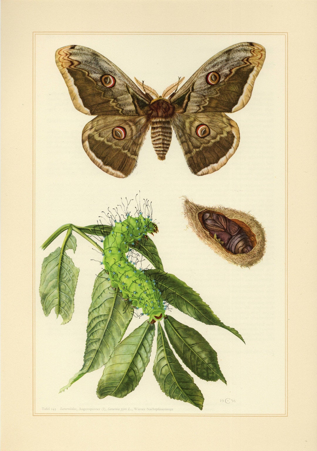 PEACOCK EMPEROR MOTH Vintage Lithograph From 1956 - Etsy