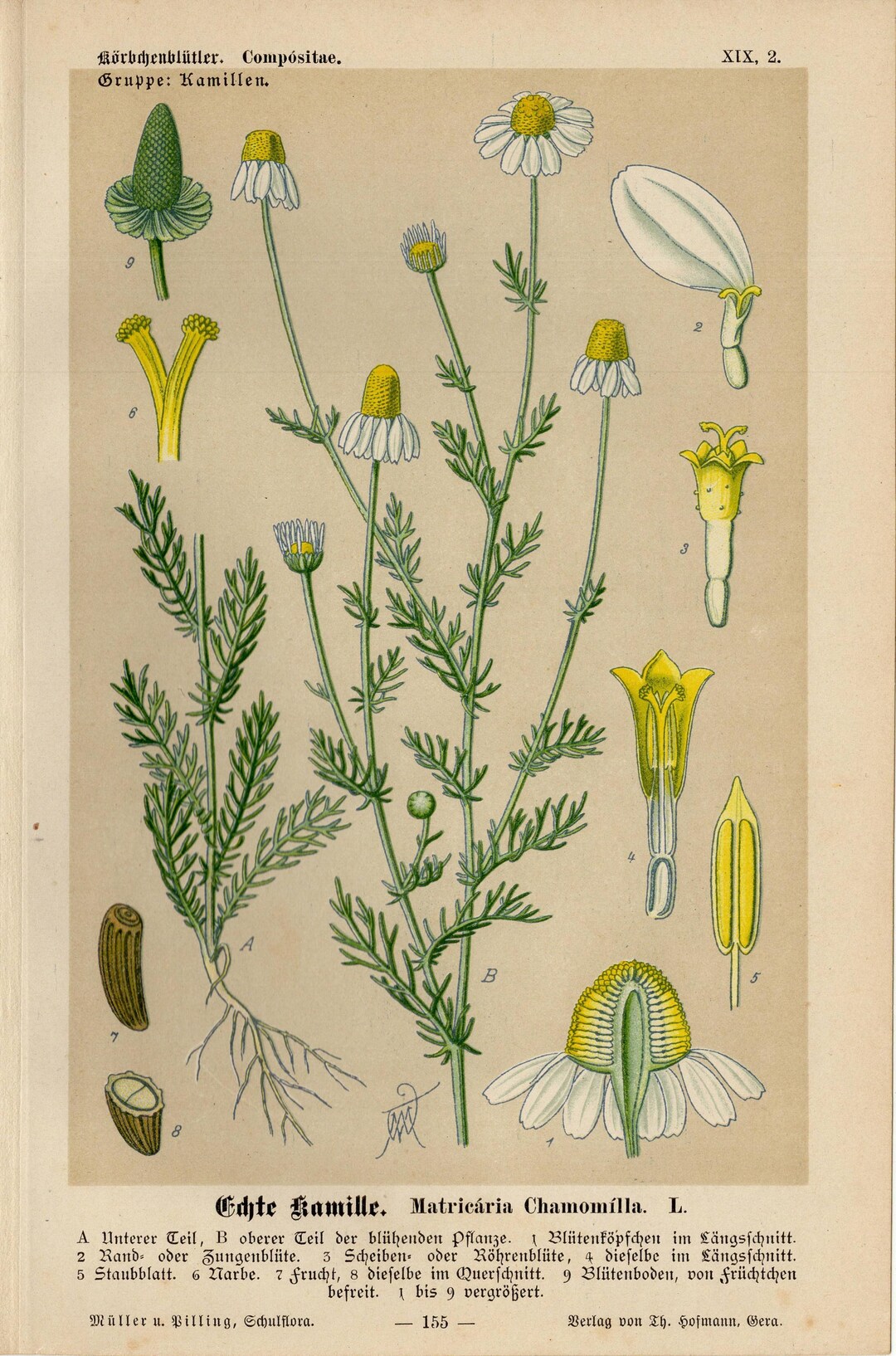 CHAMOMILE PRINT Vintage Lithograph From 1894 - Etsy