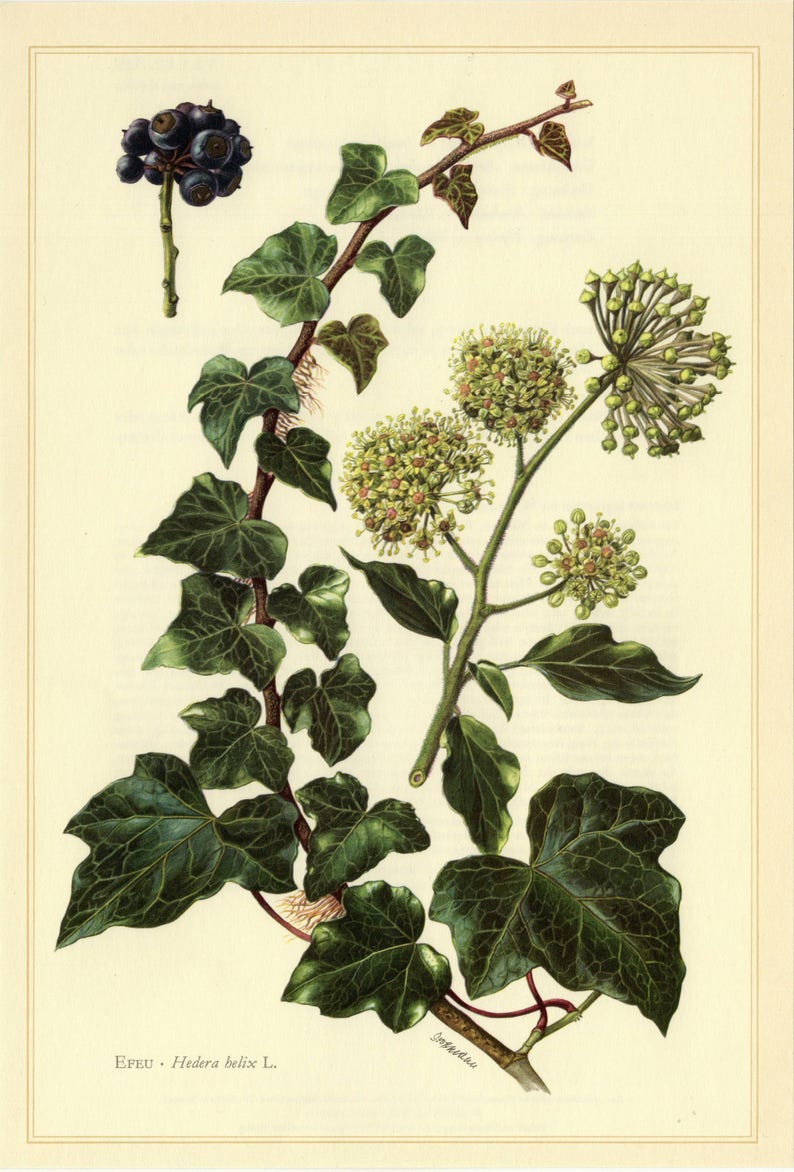 IVY PRINT Vintage Lithograph From 1958 - Etsy