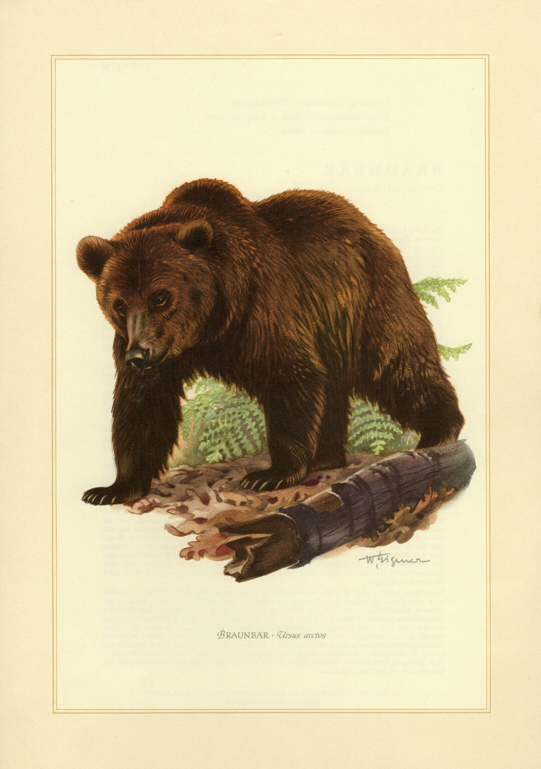 BROWN BEAR Vintage Lithograph From 1956 - Etsy