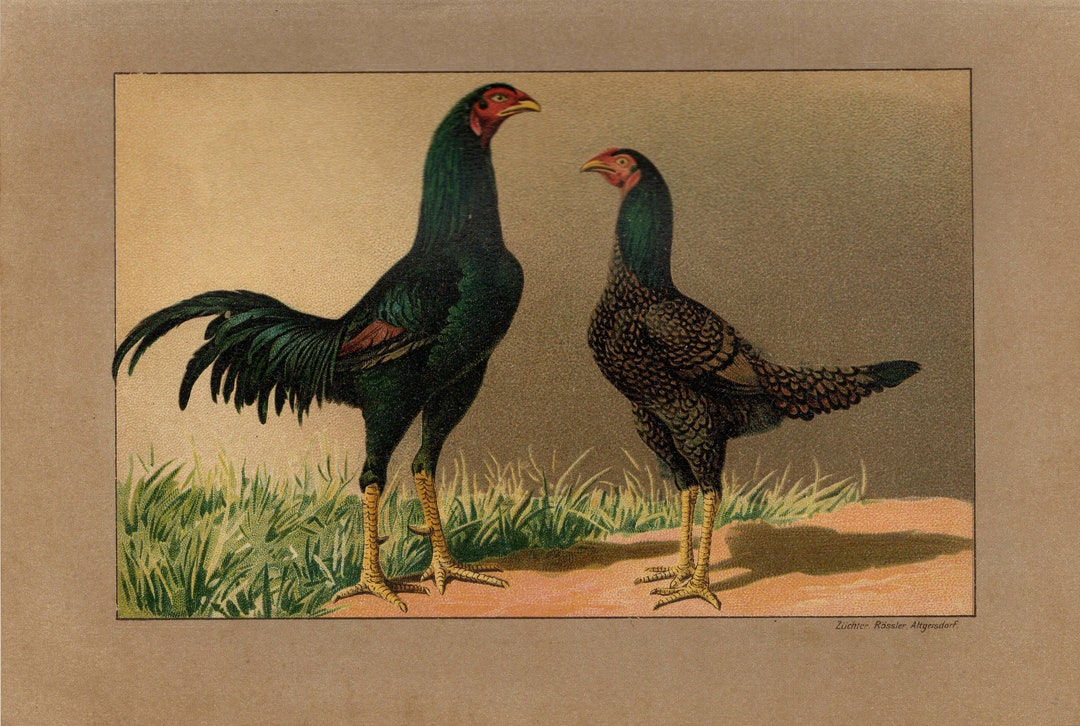 CORNISH INDIAN GAME Chicken Vintage Lithograph From 1899 - Etsy