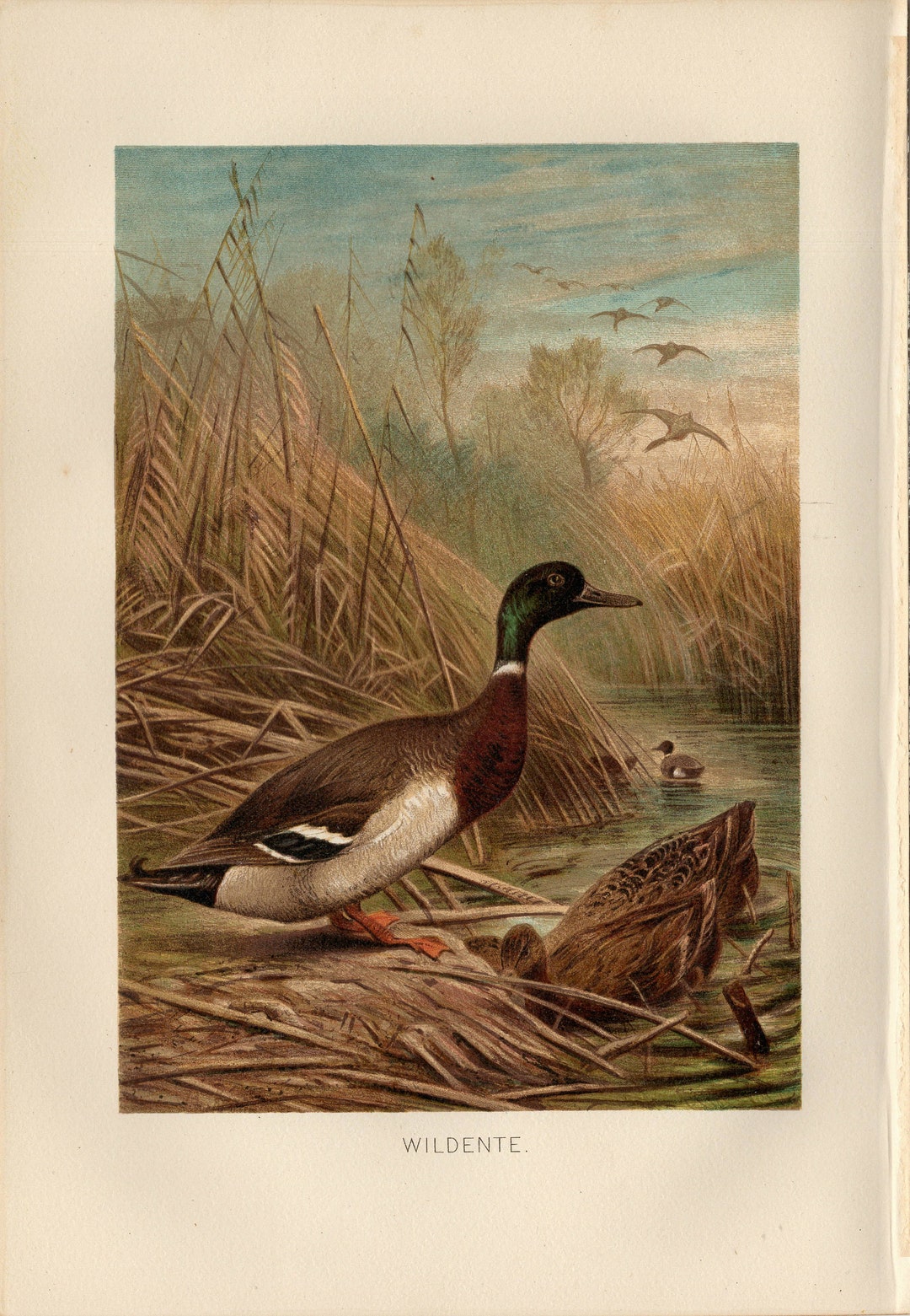 MALLARD PRINT Antique Lithograph From 1892 - Etsy Canada