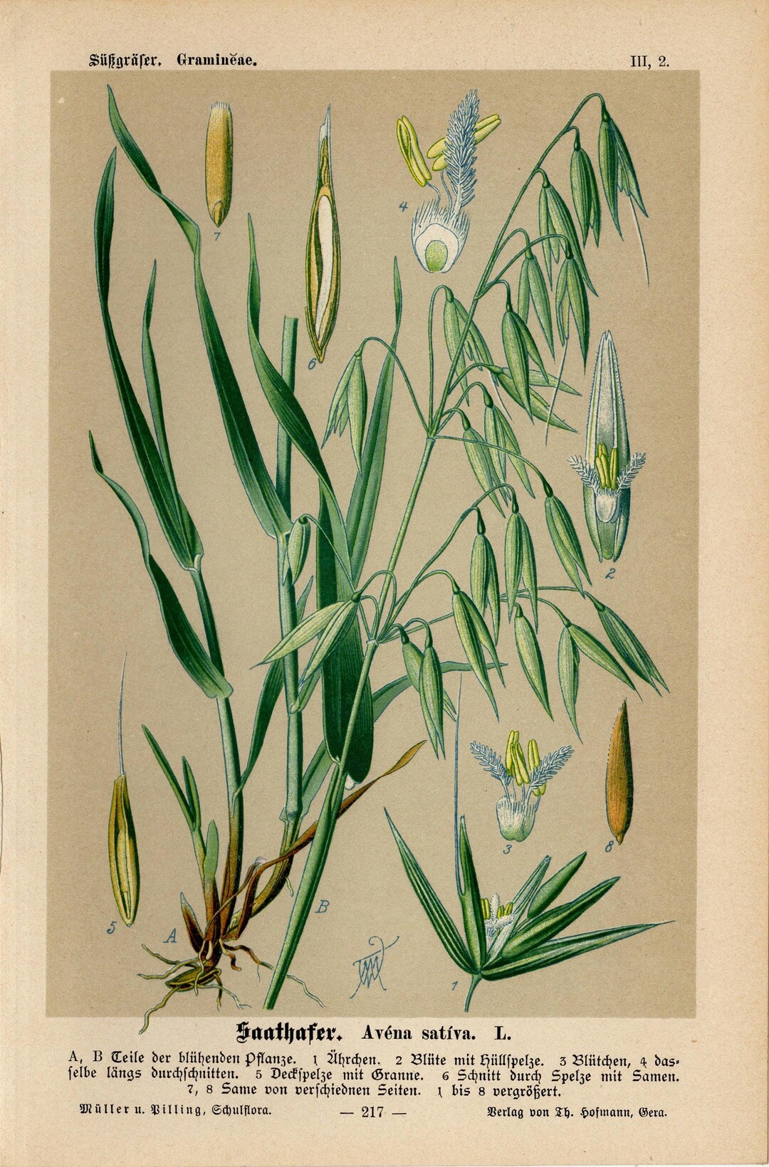 OAT Print Vintage Lithograph From 1894 - Etsy