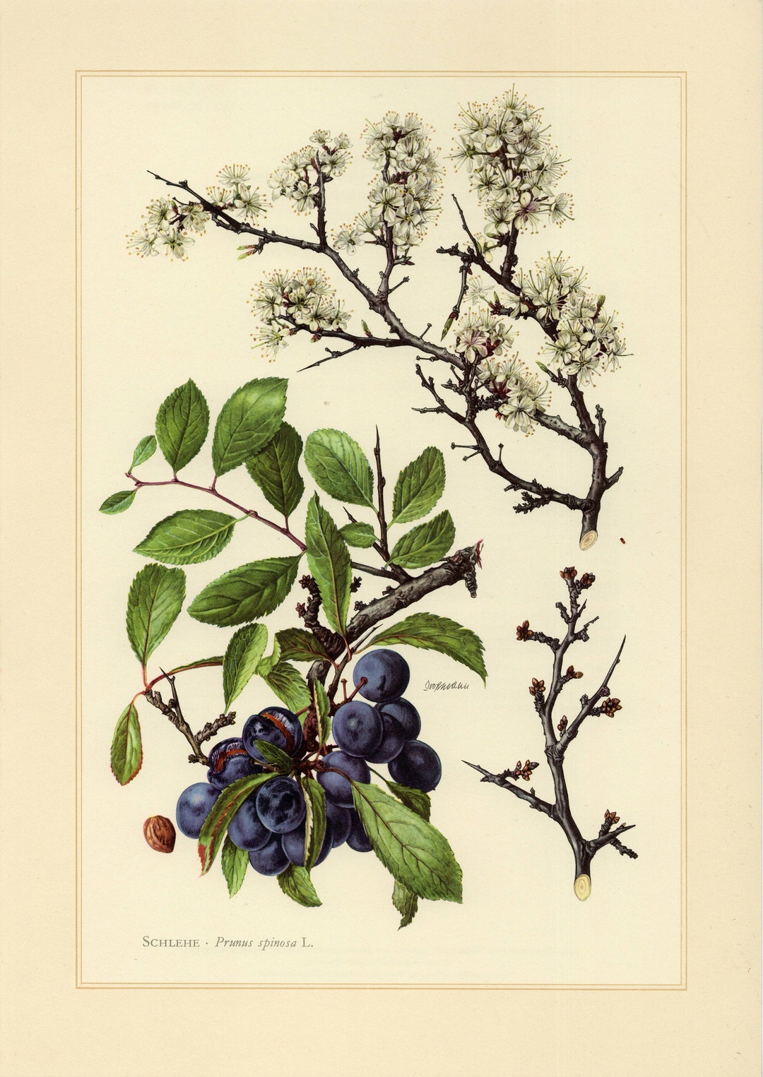 BLACKTHORN SLOE PRINT Vintage Lithograph From 1958 - Etsy