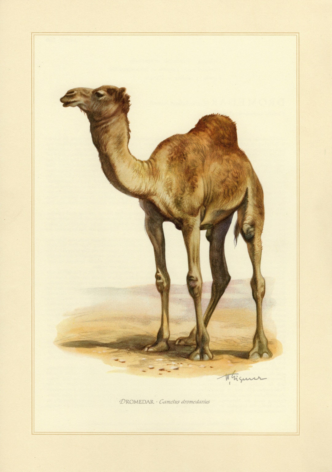 CAMEL or DROMEDARY Vintage Lithograph From 1956 - Etsy