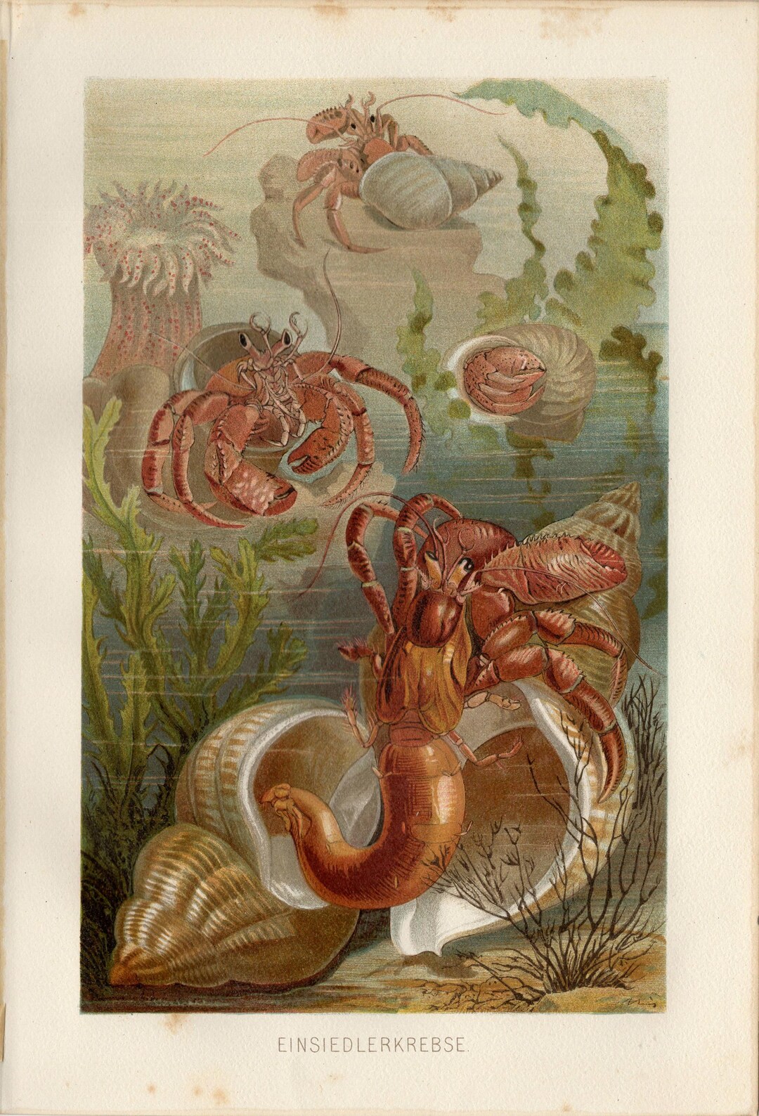 HERMIT CRAB PRINT Antique Lithograph From 1893 - Etsy