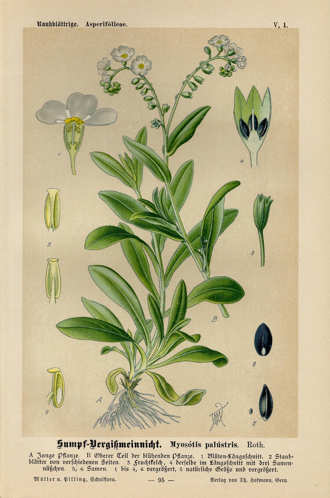 FORGET-ME-NOT Print Vintage Lithograph From 1894 - Etsy