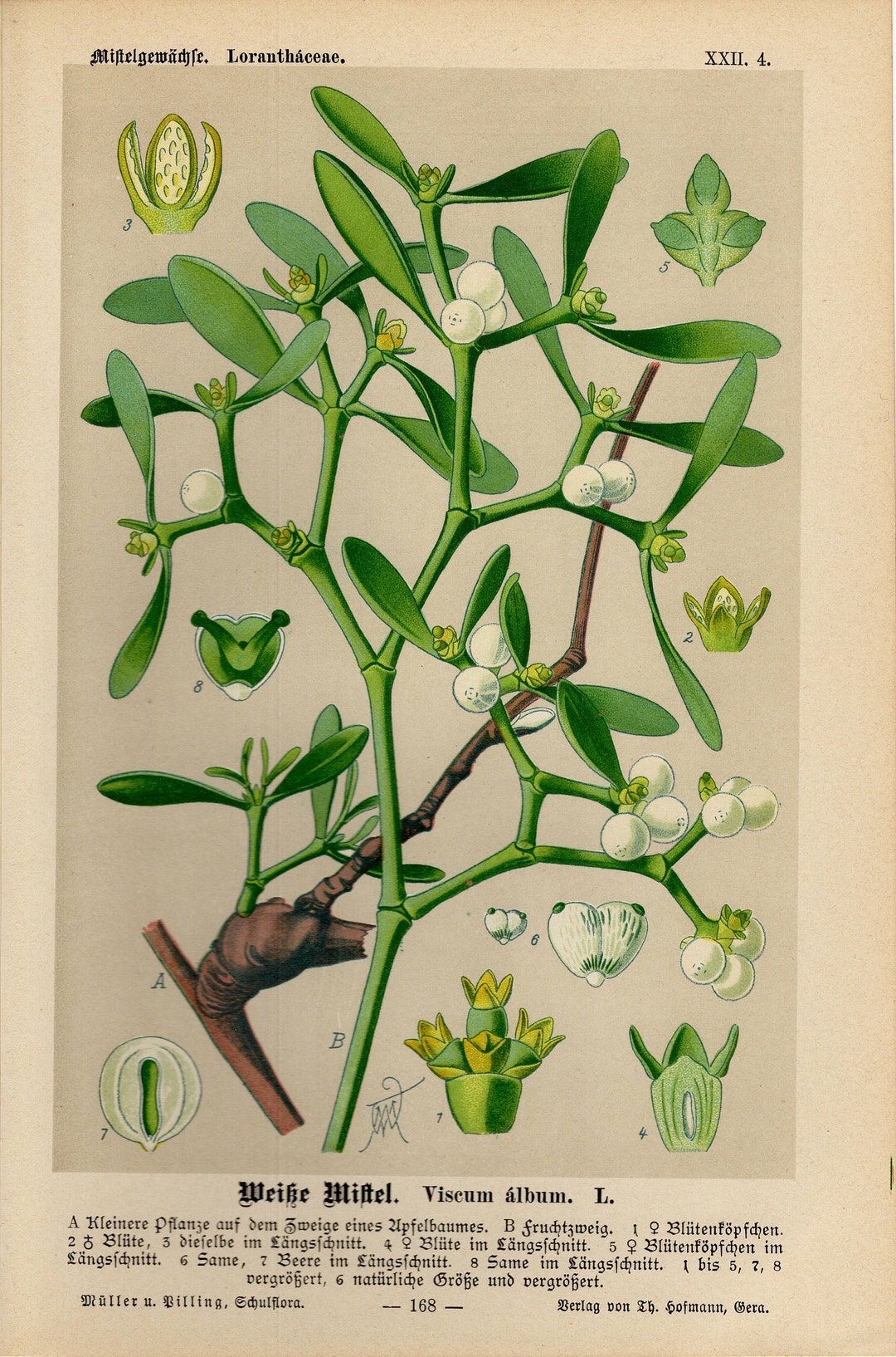 MISTLETOE PRINT Vintage Lithograph From 1894 - Etsy