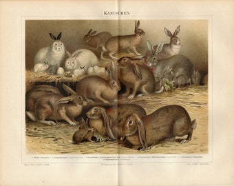 Antique Rabbit Print | Etsy