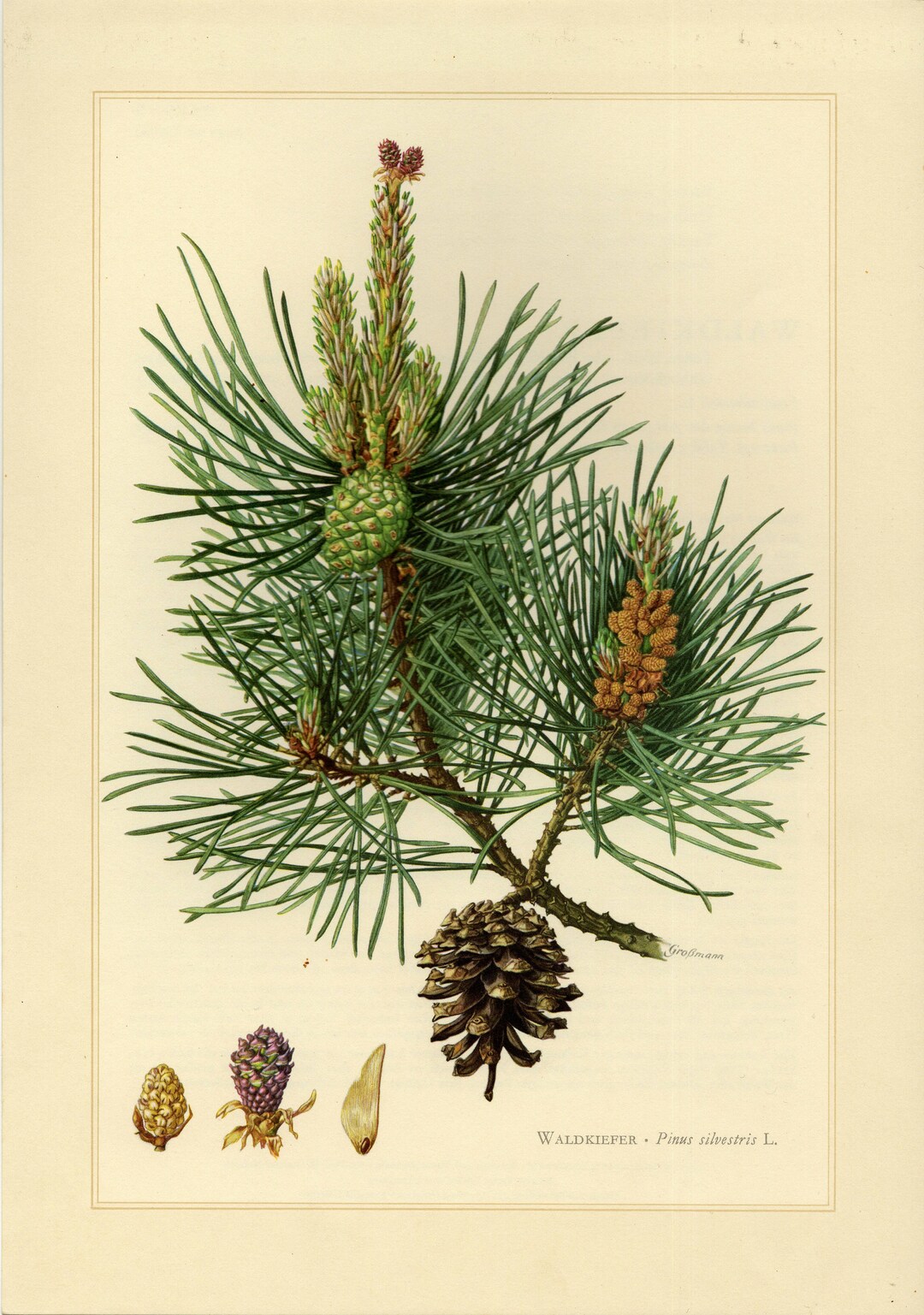 SCOTS PINE PRINT Vintage Lithograph From 1958 - Etsy