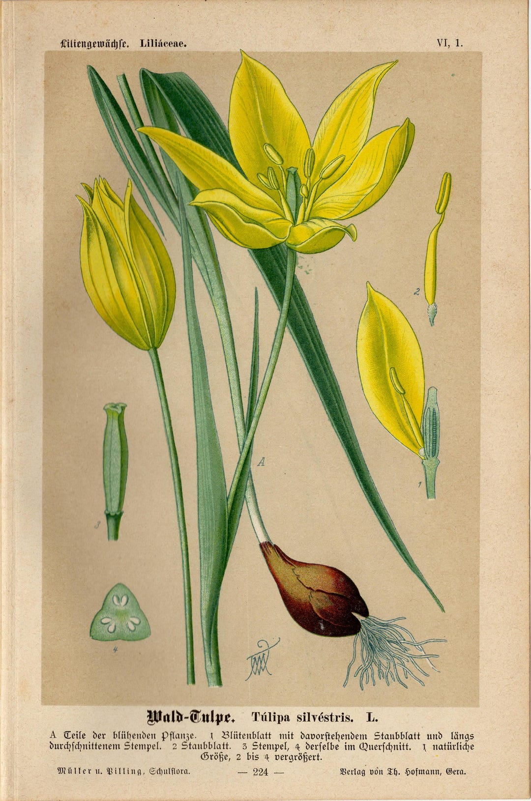 TULIP FLOWER Print Vintage Lithograph From 1894 - Etsy