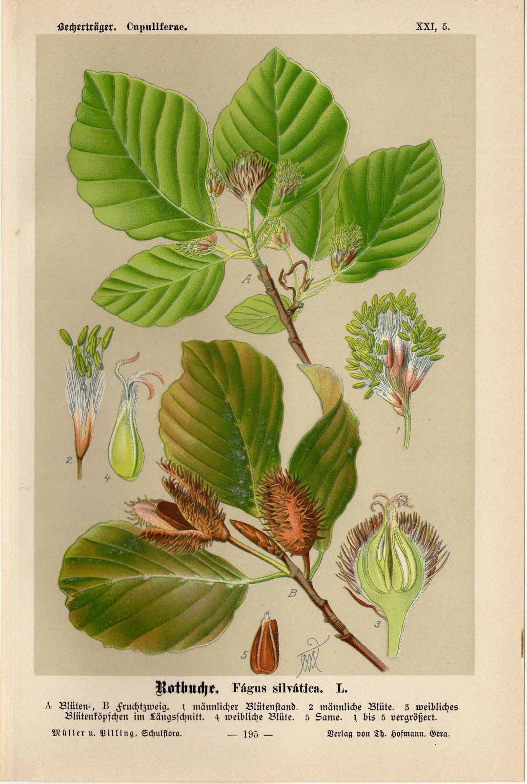 BEECH TREE Print Vintage Lithograph From 1894 - Etsy