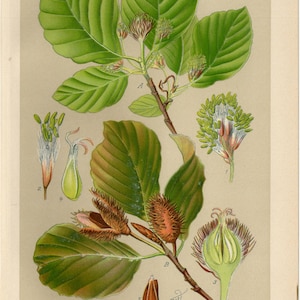 BEECH TREE Print Vintage Lithograph From 1894 - Etsy