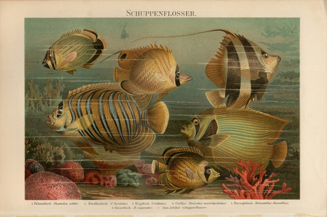 FRESHWATER FISH PRINT Antique Lithograph From 1897 - Etsy