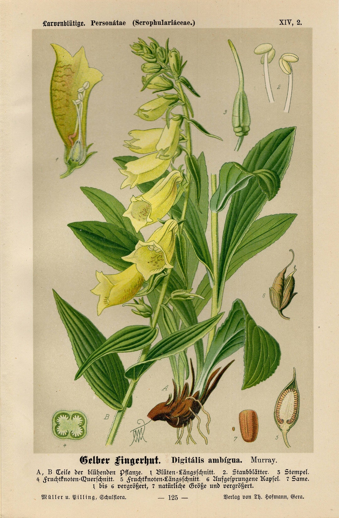 STRAW FOXGLOVE PRINT Vintage Lithograph From 1894 - Etsy