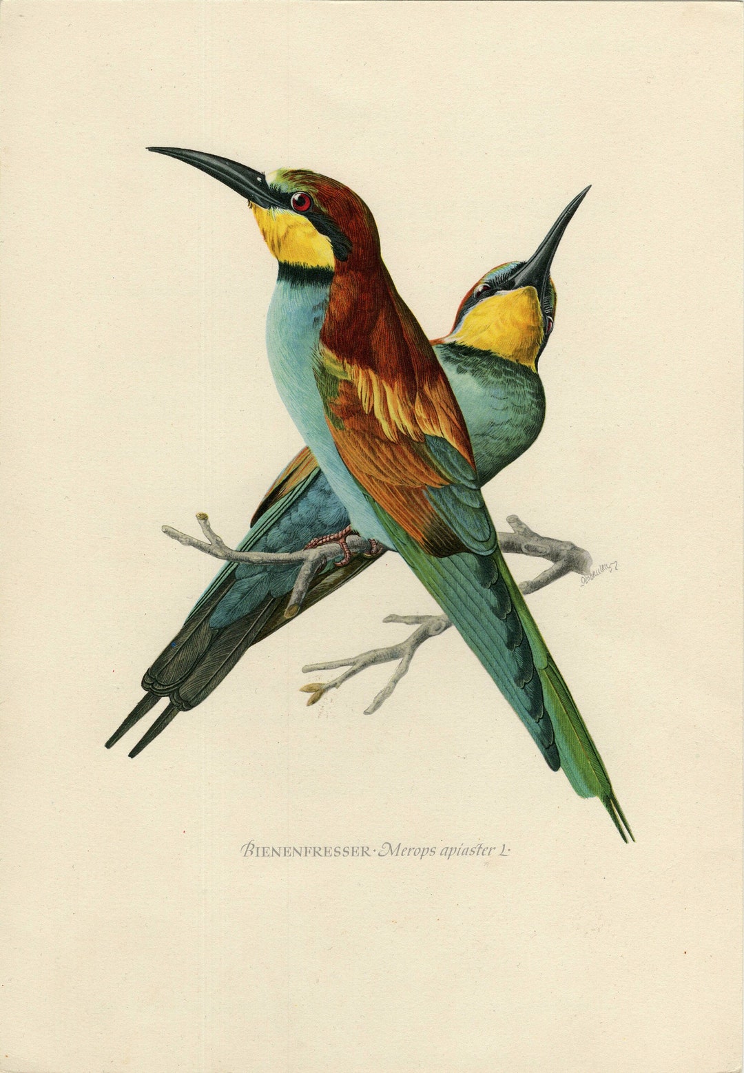 BEE-EATER BIRD Vintage Lithograph From 1953 - Etsy