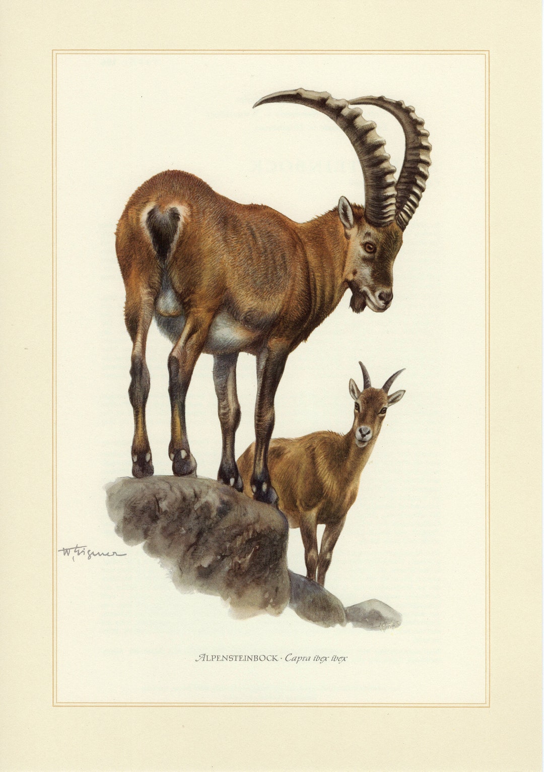 IBEX STEINBOCK BOUQUETIN Vintage Lithograph From 1956 - Etsy