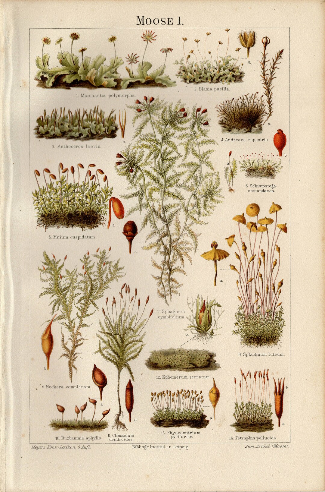 MOSS MOSSES PRINT Vintage Lithograph From 1896 - Etsy
