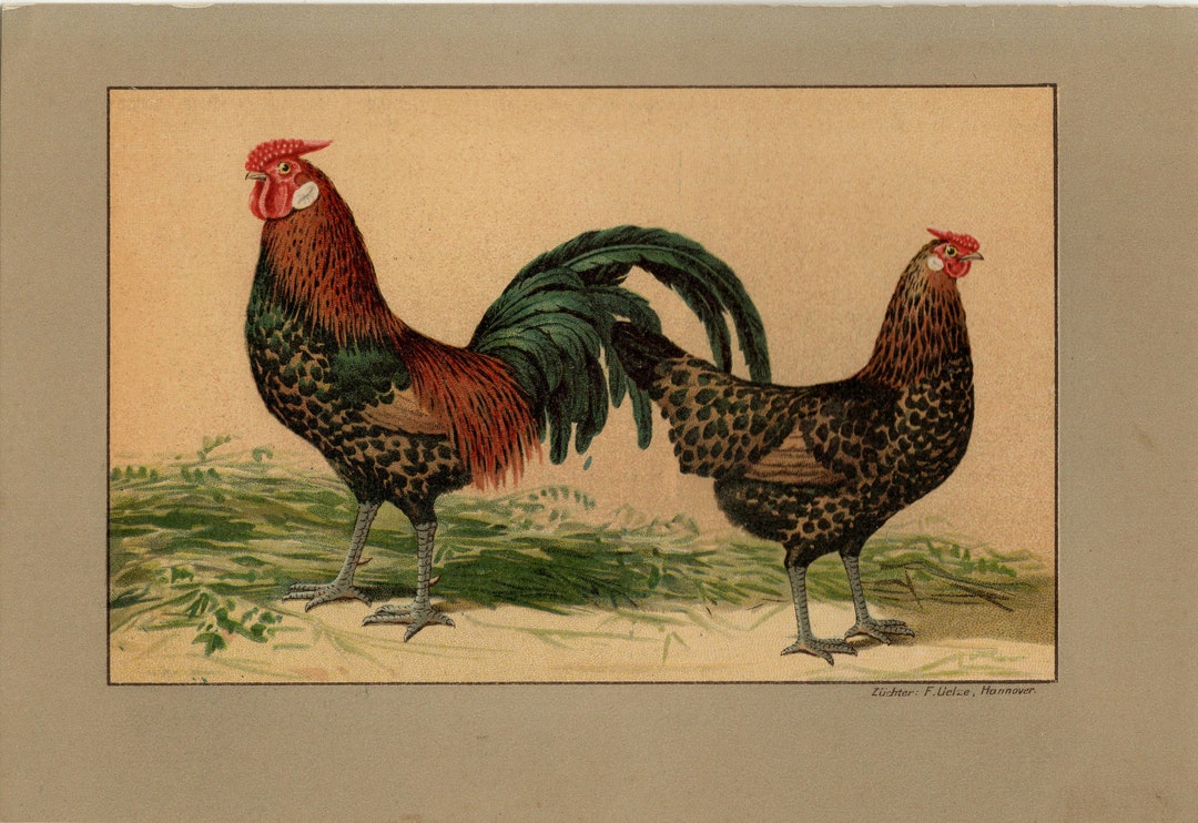 GOLD SPANGLED HAMBURG Chicken Vintage Lithograph From 1899 - Etsy