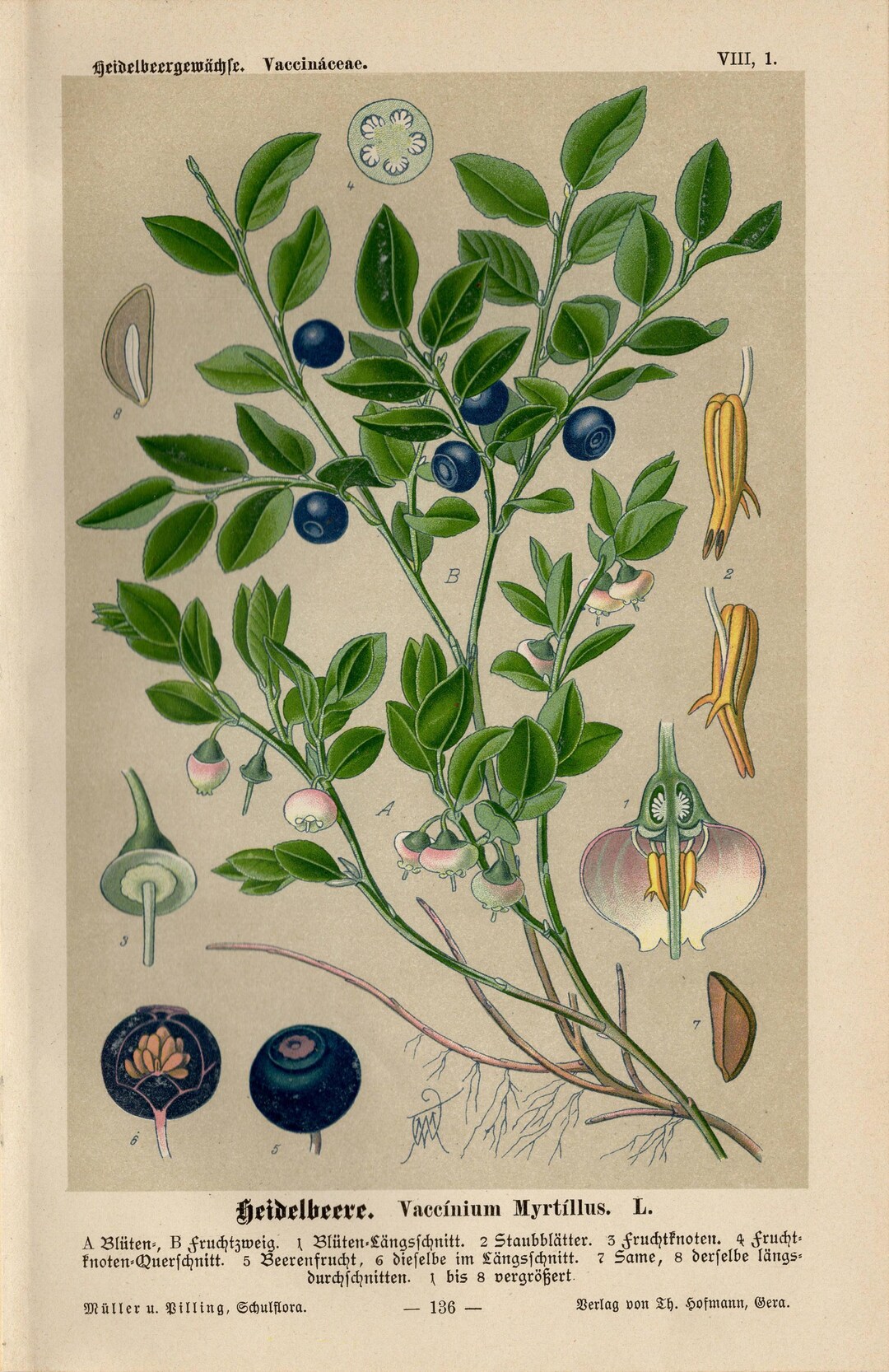 BLUEBERRY BILBERRY PRINT Vintage Lithograph From 1894 - Etsy