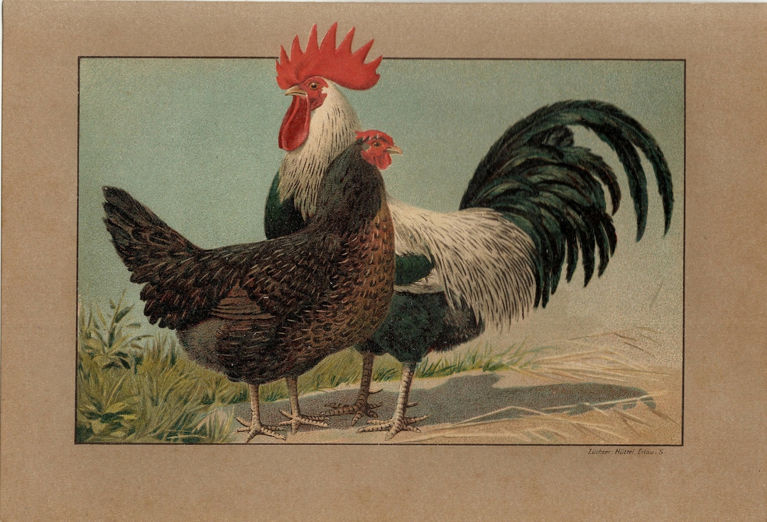 CHICKEN DUNKLE DORKING Chicken Vintage Lithograph From 1899 - Etsy