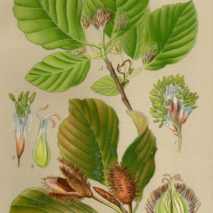 BEECH TREE Print Vintage Lithograph From 1894 - Etsy
