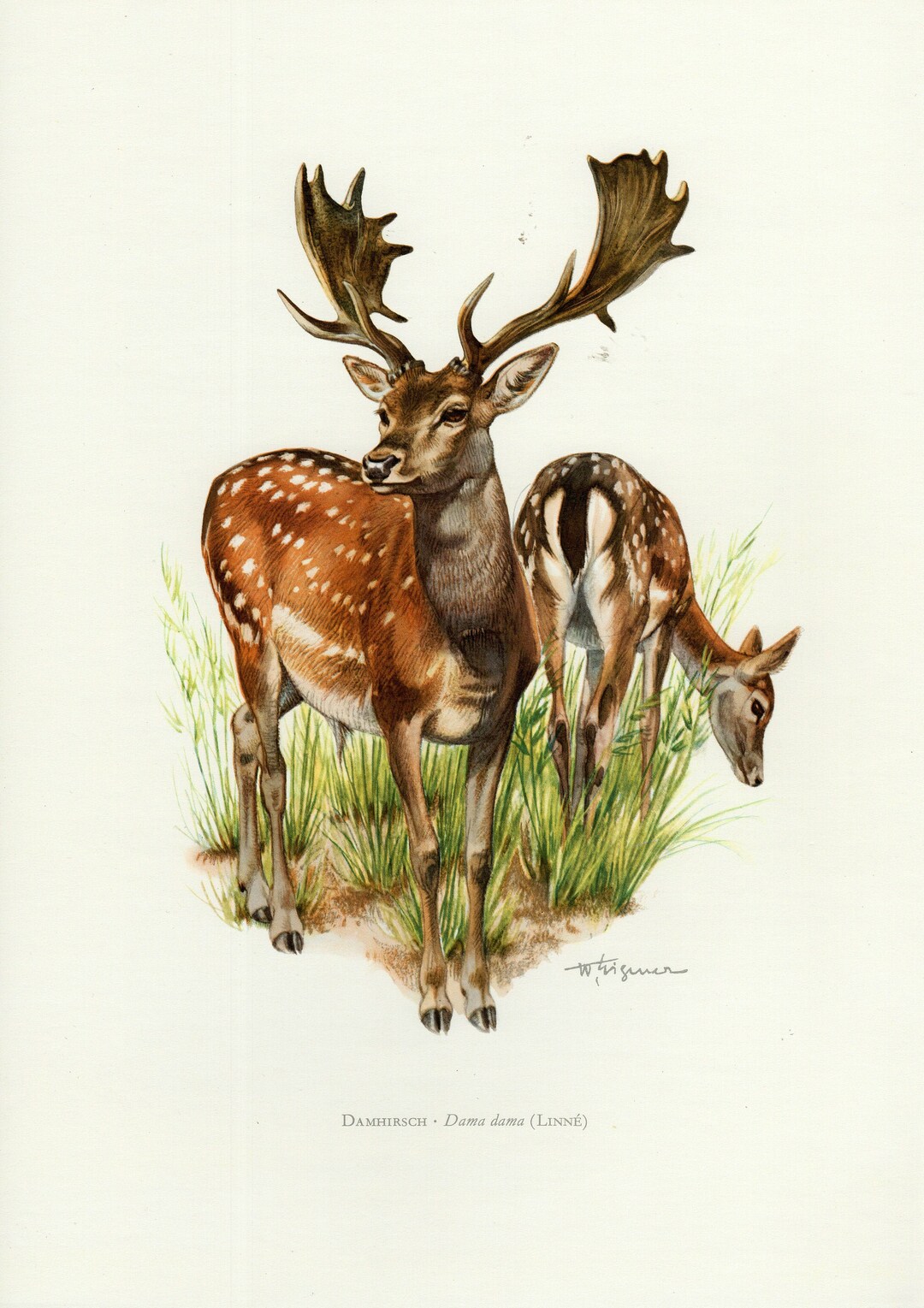 FALLOW DEER Vintage Lithograph From 1974 - Etsy
