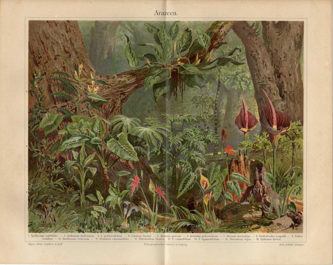 ARACEAE ARUM PRINT Vintage Lithograph From 1905 - Etsy