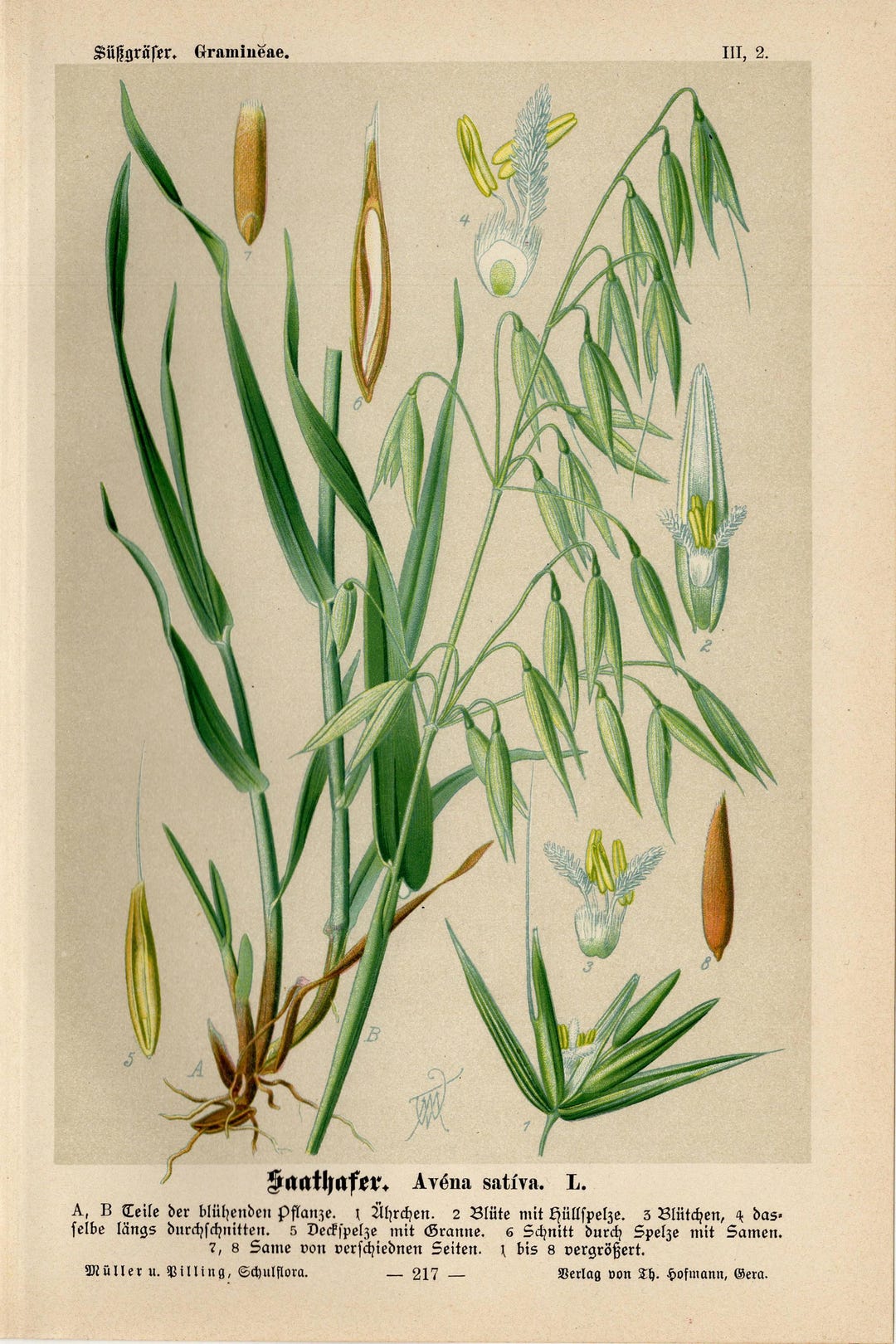 OAT Print Vintage Lithograph From 1894 - Etsy