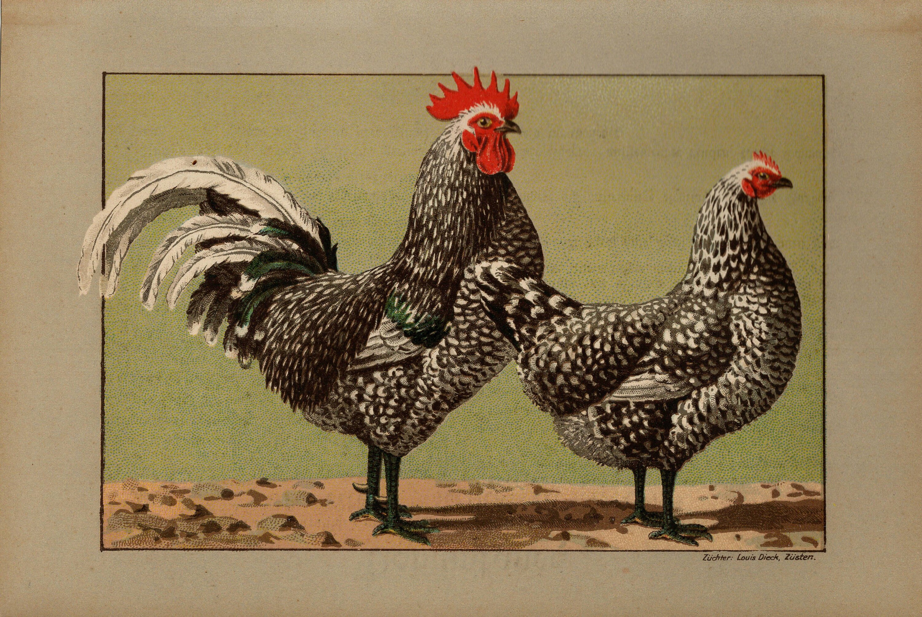 Mottled Java Chicken