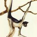 SPIDER MONKEY Vintage Lithograph From 1956 - Etsy