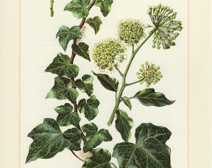 IVY PRINT Vintage Lithograph From 1958 - Etsy