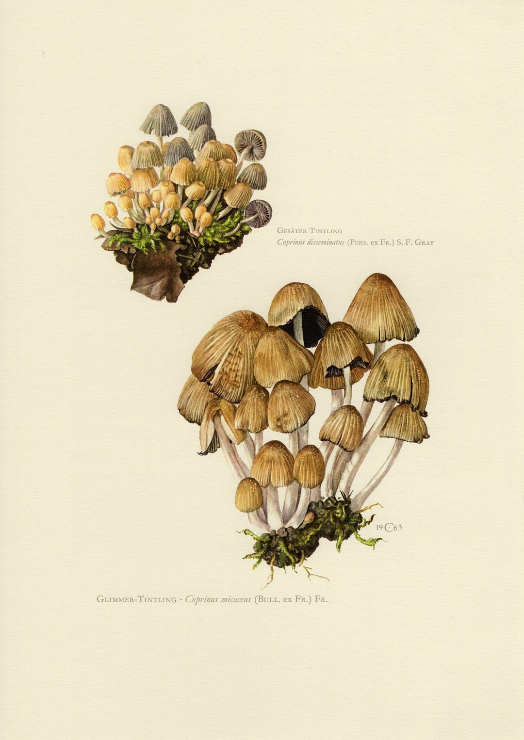 GLISTENING INKY CAP and Fairies Bonnets Vintage Lithograph - Etsy