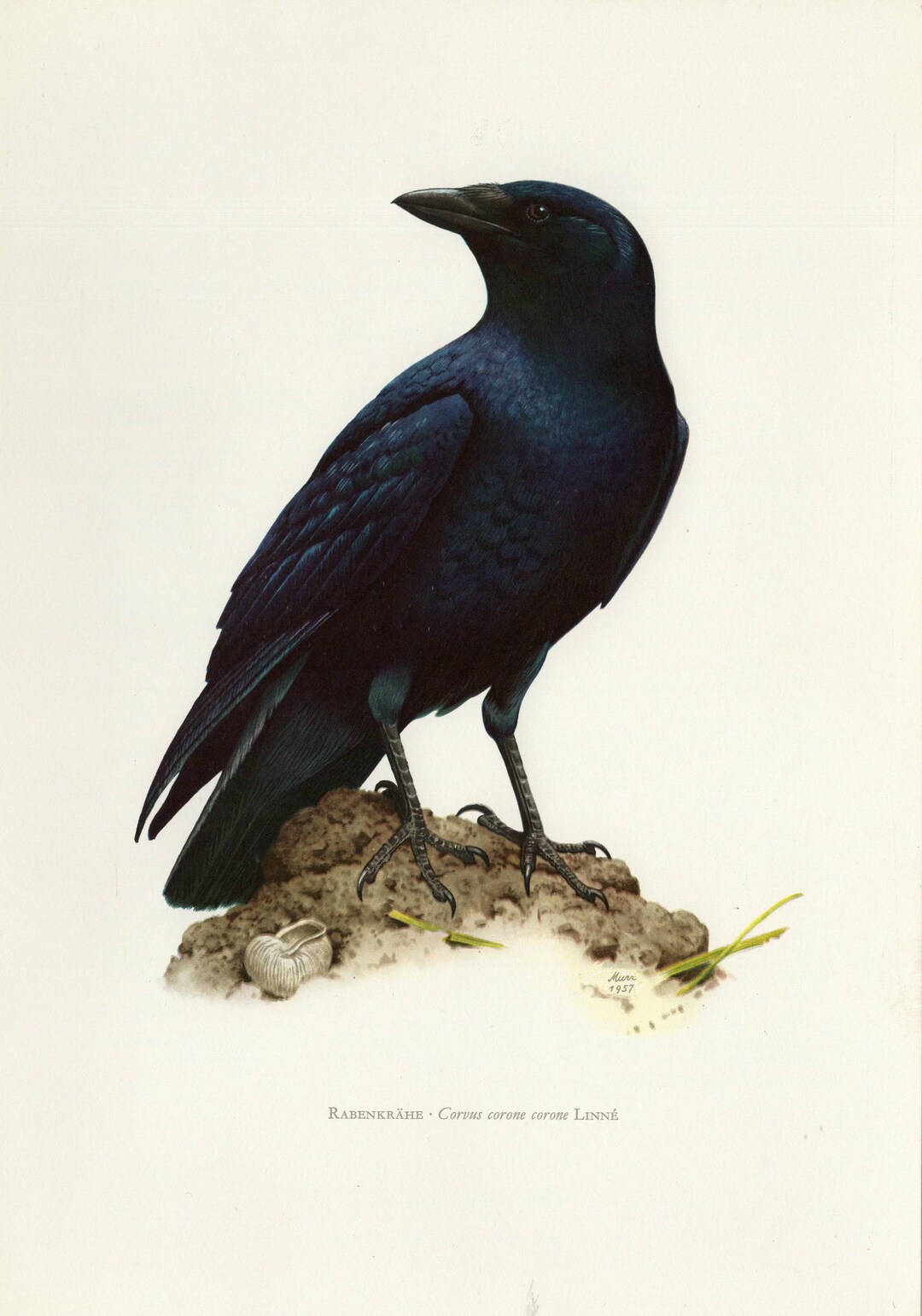 CARRION CROW PRINT Vintage Lithograph From 1957 - Etsy